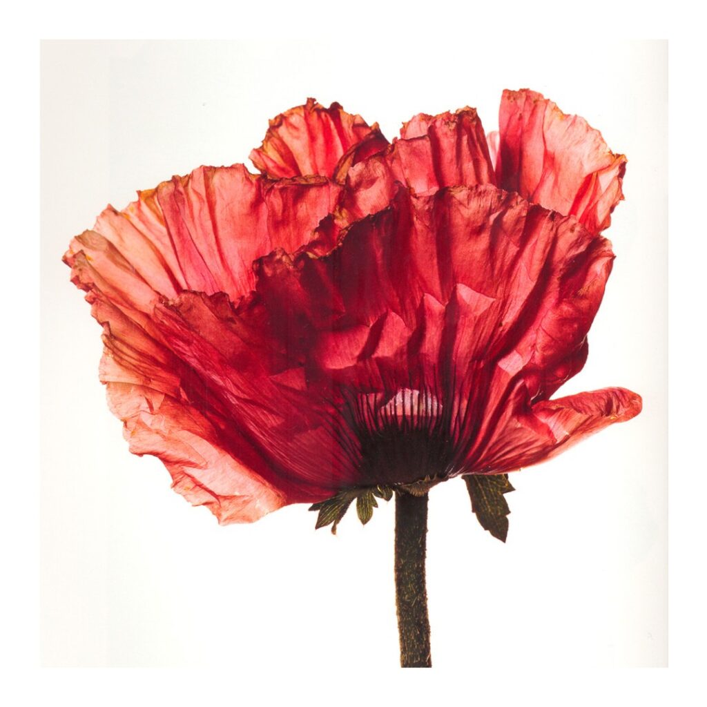 Photograph by Irving Penn. This American photographer was known for his ...